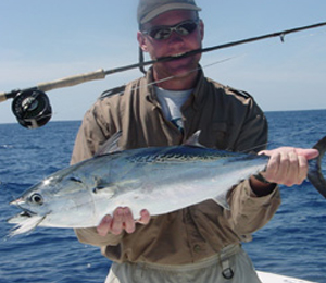 The Bahamas Atlantic Bonito | Fish in the Bahamas